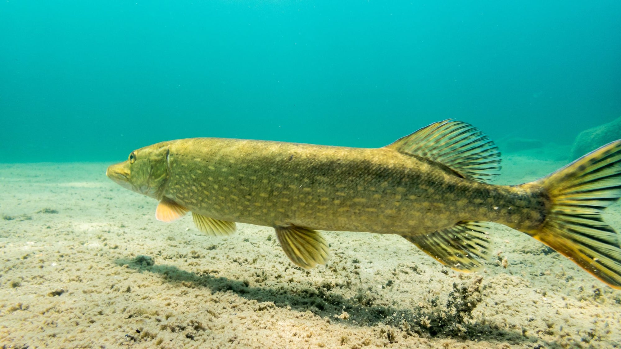 Effects of Air Pressure on Fish | Wildhunter.ie