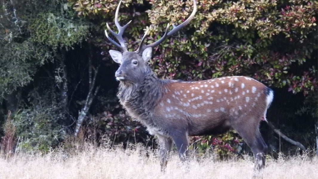 The Intriguing Tale of Sika Deer in Ireland | Wildhunter.ie