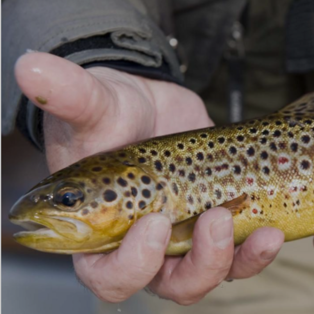 Video: Trout Spawning In Lough Corrib 2023 | Wildhunter.ie